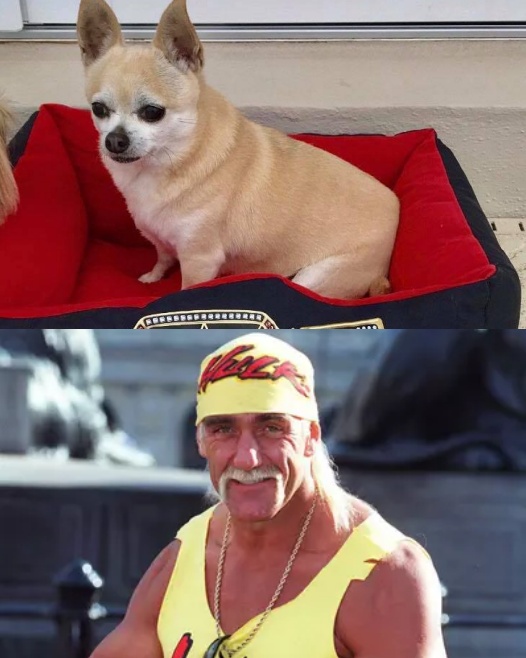 HEARTBREAKING: Hulk Hogan’s Dog Duke Stuns Everyone At Funeral With One ...